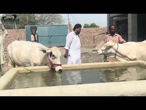 Best cows for brahman breeding / MK Breeders #anime #animals