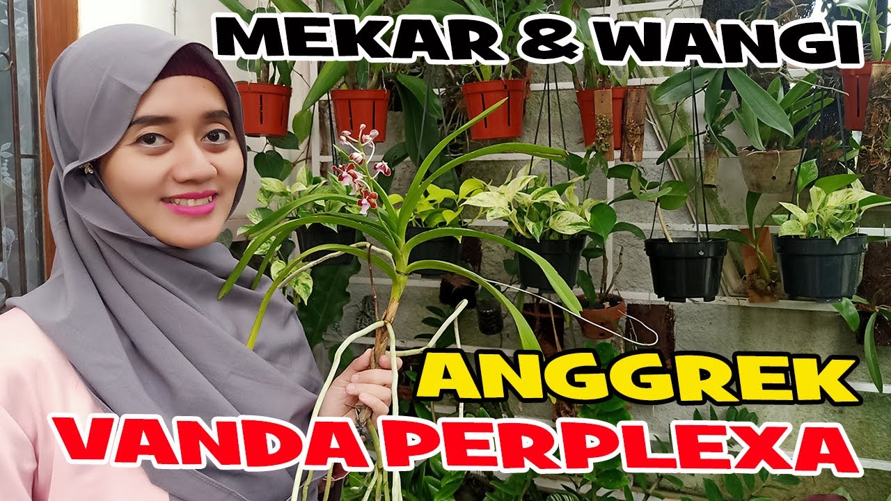BUNGA ANGGREK VANDA PERPLEXA MEKAR - YouTube