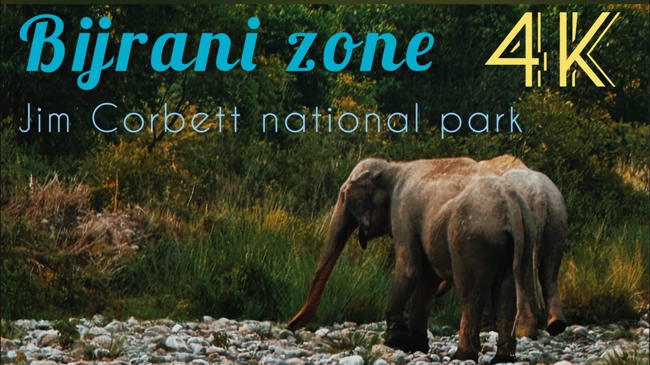 Jeep Jungle Safari Bijrani zone Jim corbett National Park (Tiger and ...