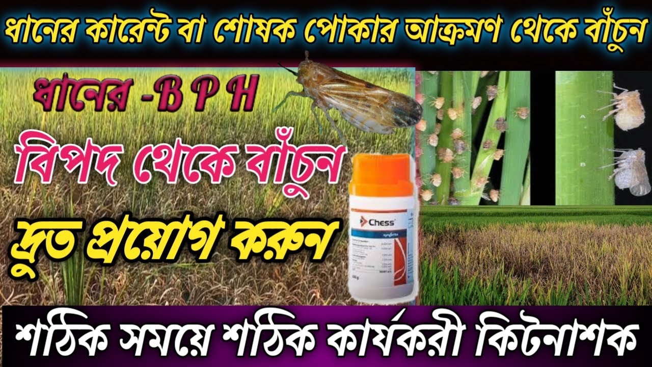 ধান চাষে বাদামী শোষক পোকার আক্রমণ থেকে রক্ষা করার শঠিক উপায়/Braun ...