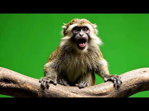 Cinematic Monkey Funny Green Screen Effect: High-Quality Animal Stock Footage Overlay