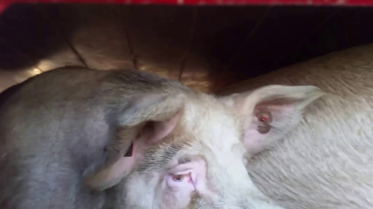 Distressed pigs at pig save - YouTube