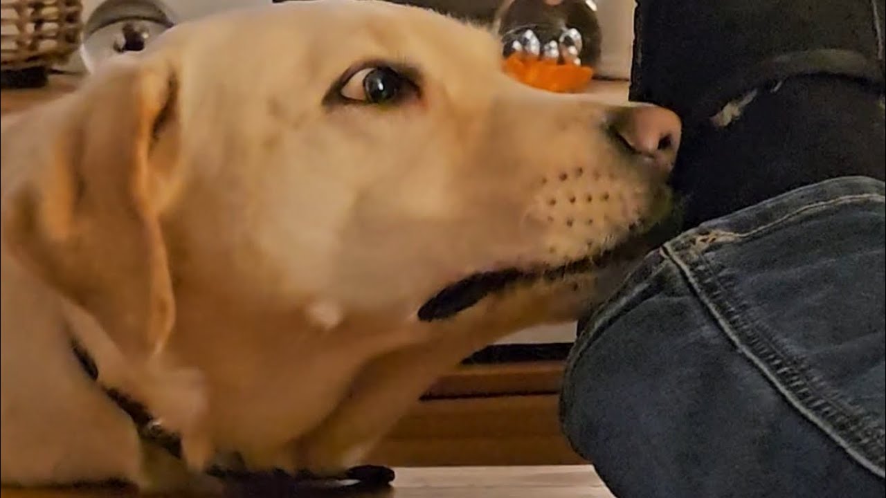 Ignoring a dog, Labrador thinks shes a stealthy Ninja Dog!! Funny ...