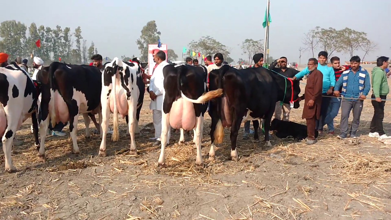 HF cow competition at Patiala livestock competition Top quality HF cows ...