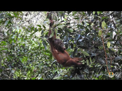 Silva is having a temper tantrum! 🦧