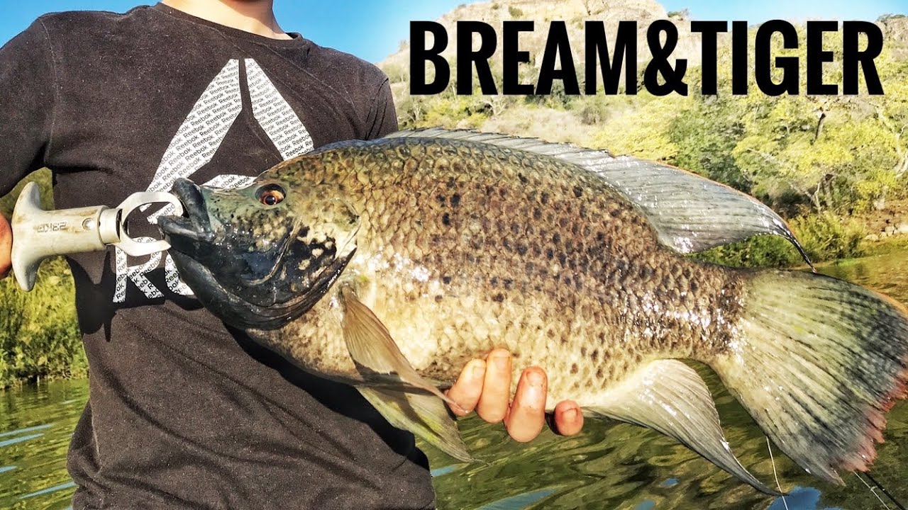Bream(Tilapia) and Tiger Fishing in Winter(It was Tough) - YouTube