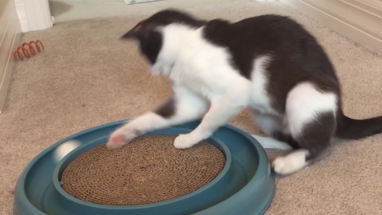 Sarah the Cat V2 - YouTube
