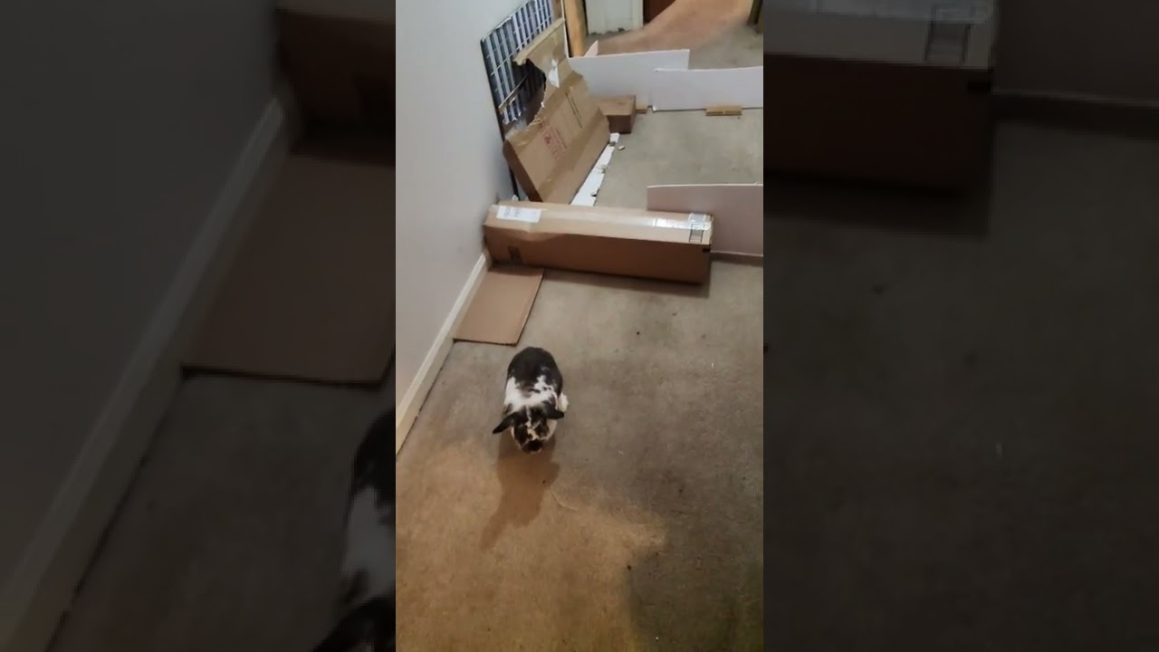 Buck the Bionic Bunny - YouTube