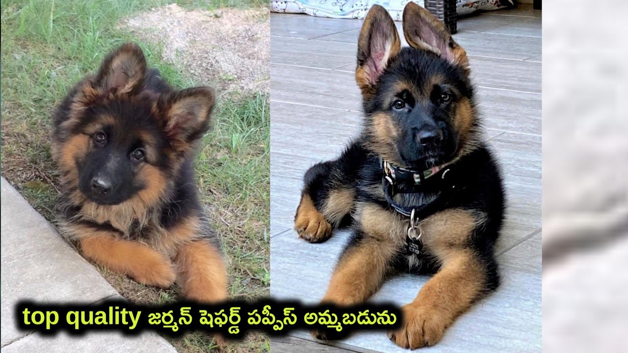 top quality German shepherd puppies for sale in telugu/8143988987 /aj ...