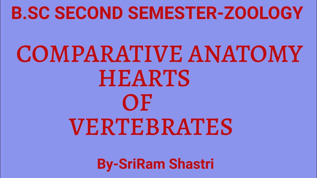 Comparative Anatomy of hearts in vertebrates (B.Sc ZOOLOGY) - YouTube