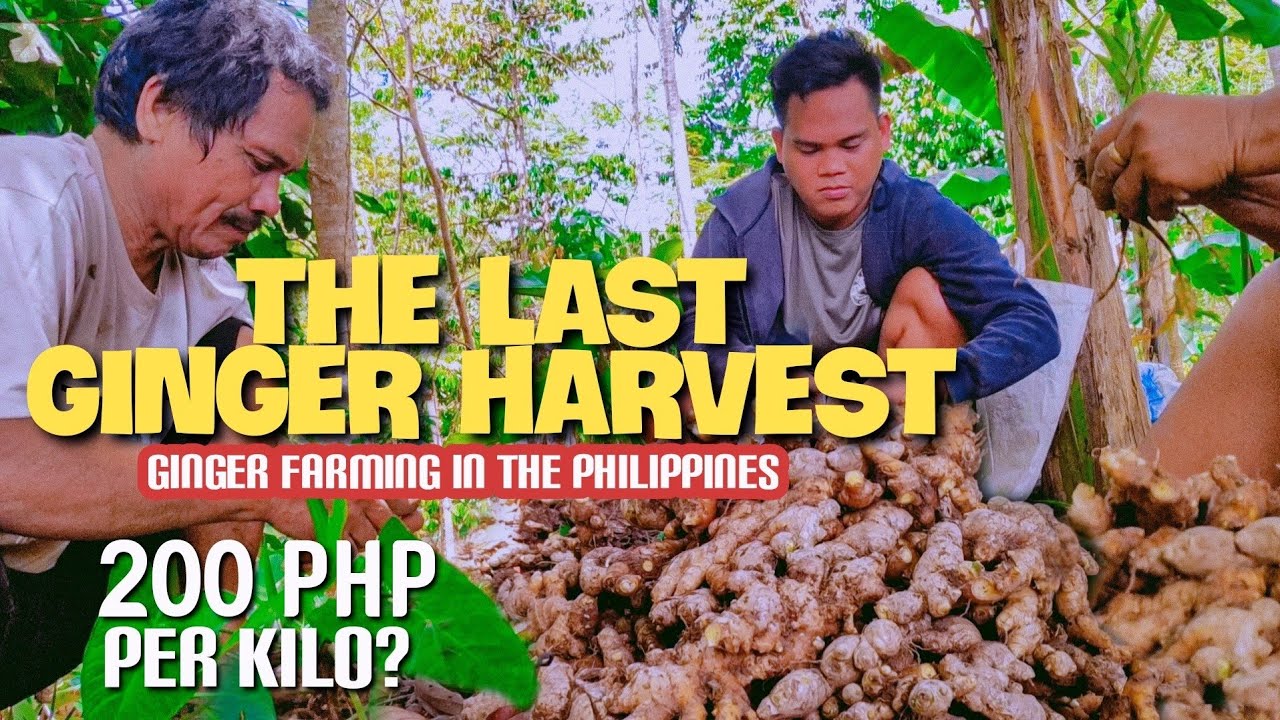 Ang Mahal Na Ng Luya | The Last Ginger Harvest | Ginger Farming In The ...