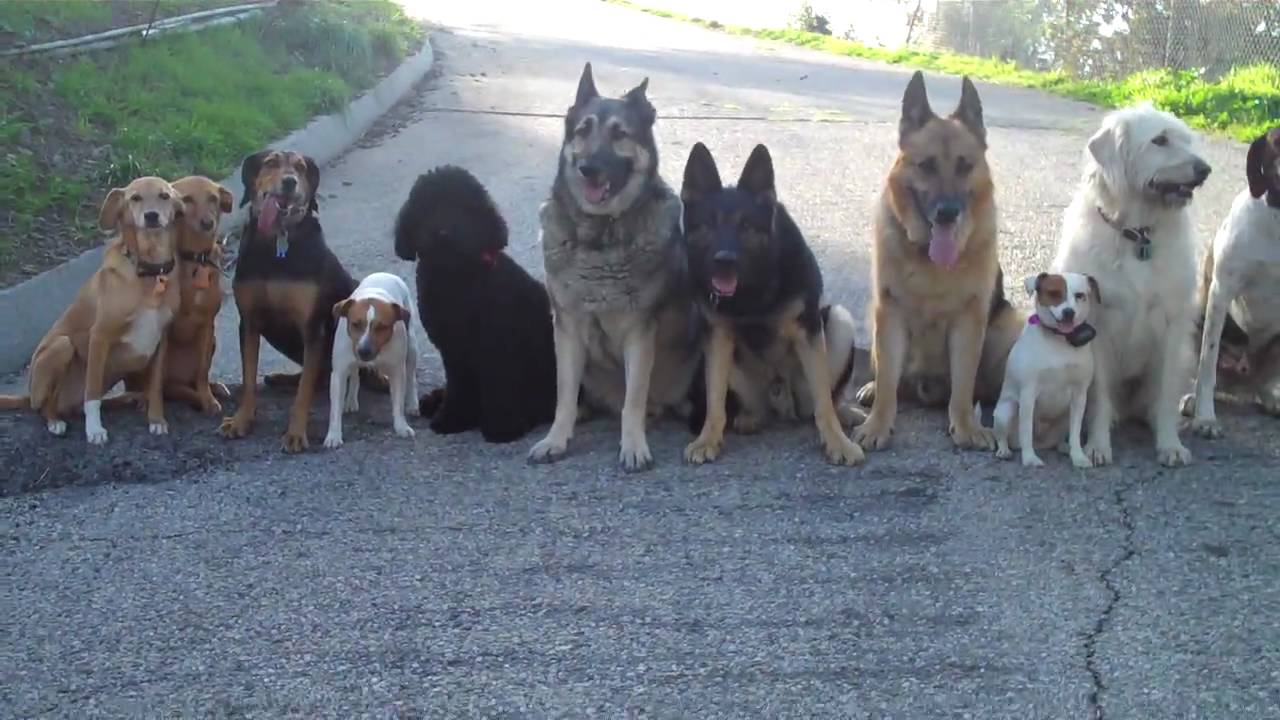 k9hikers: dogs Lined up - YouTube