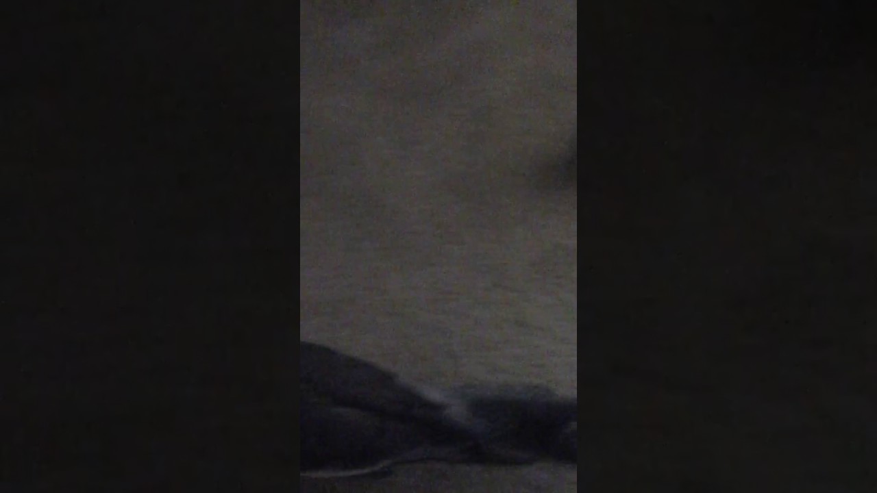 Kermit running from a hamster - YouTube