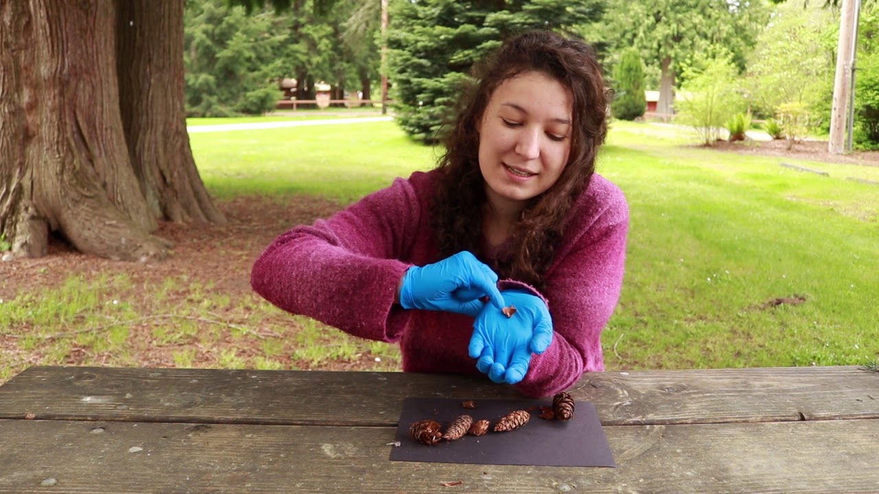 Dissection of a Douglas Fir Cone - YouTube