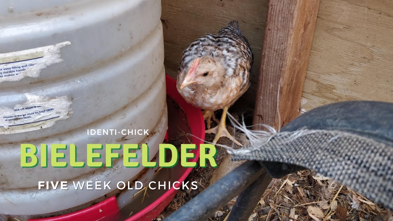 Bielefelder: 5-Week-Old Chicks - YouTube