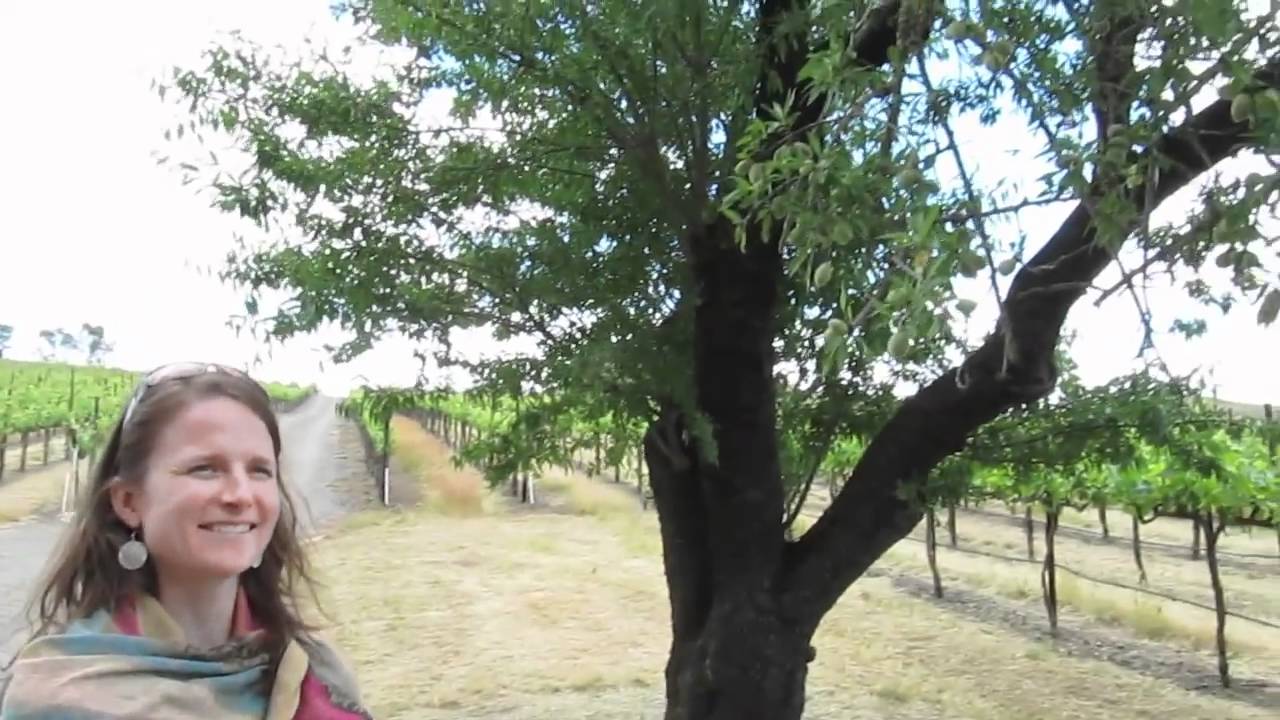 Capay Valley Organic Farm and Vineyards - YouTube