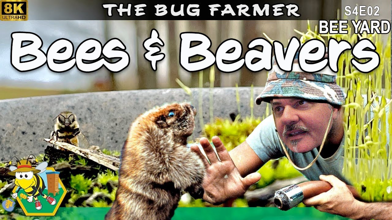 8K | Bees & Beavers | Teal Hive and Beaver Attack Cleanup. #8K # ...