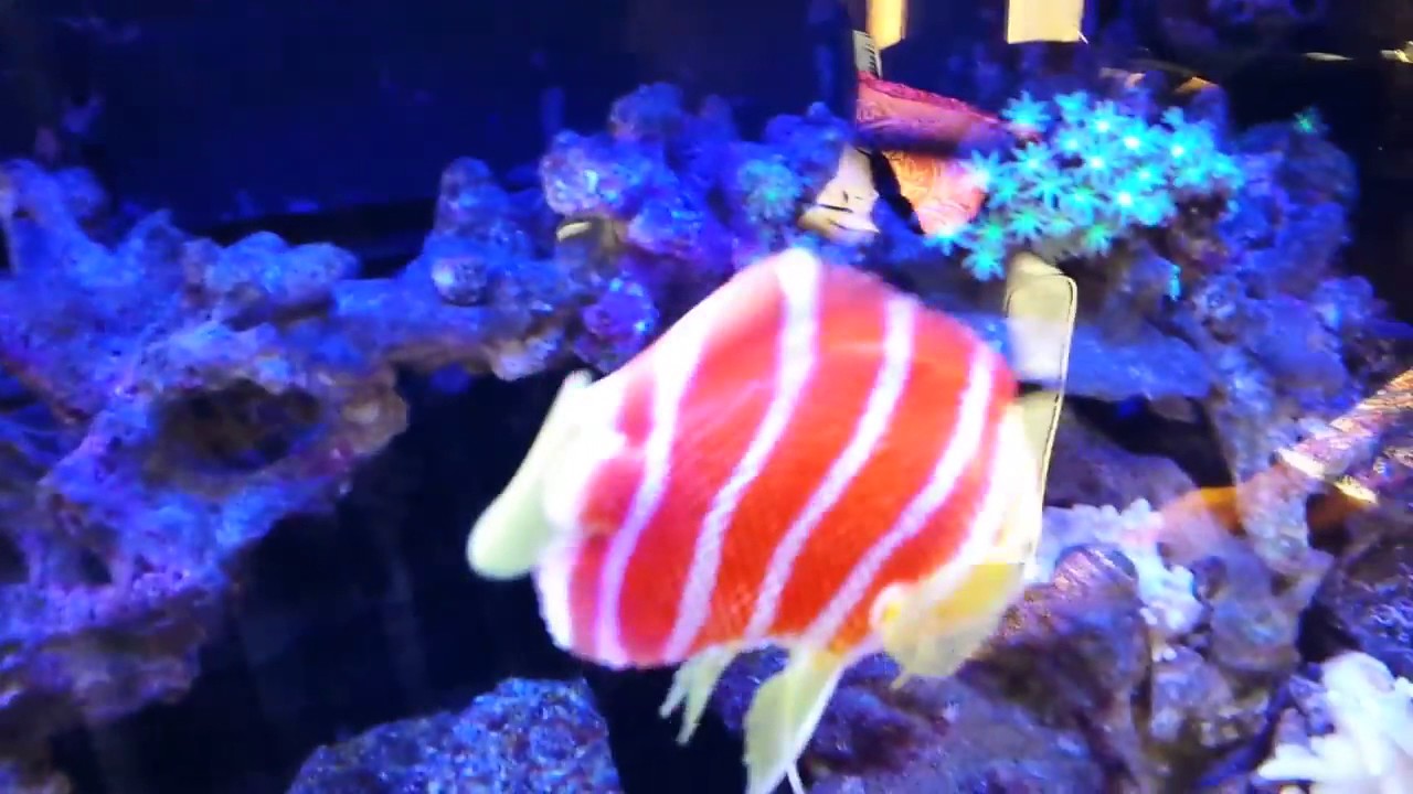 Peppermint angel fish - Centropyge boylei - YouTube