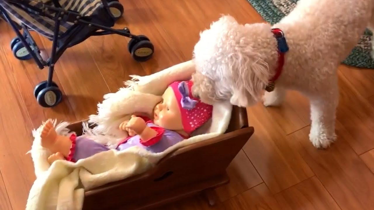 Dog Confused By Fake Baby - Aww - YouTube