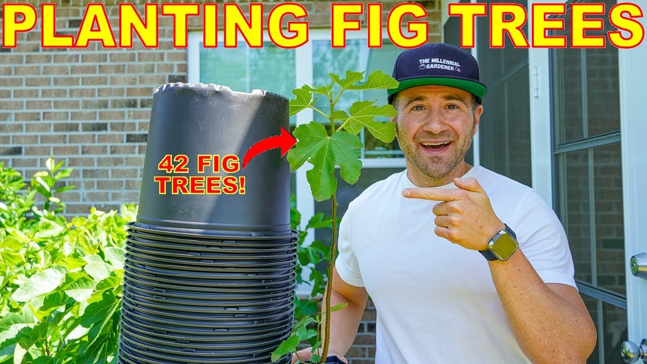 I'm Planting 42 FIG TREES! How To Plant Figs, Manage Suckers, Roots ...