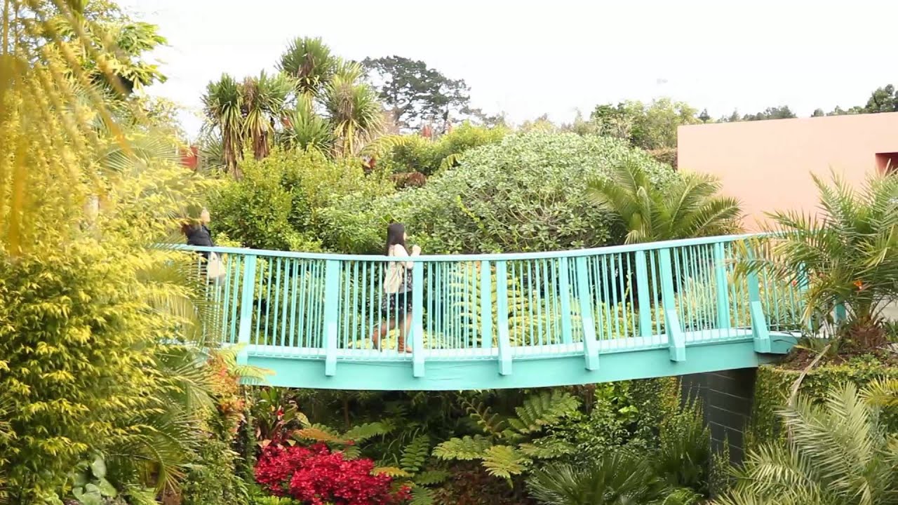 Zealong & Hamilton Gardens Day Trip - YouTube