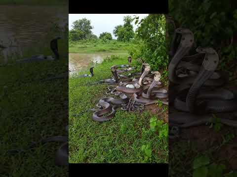 King Cobra on Duty #snakeguard #wildlifevideo #animalkingdom #kingcobra #snakes