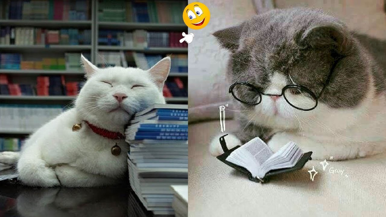 STUPID CATS are here to MAKE YOU LAUGH! 😆 Funny cat videos 😂latest 2024 ...