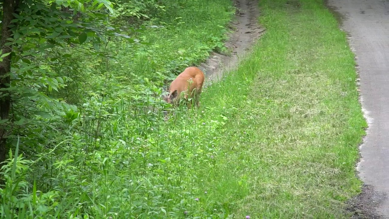 Deer in the Cook County Forest Preserves - YouTube