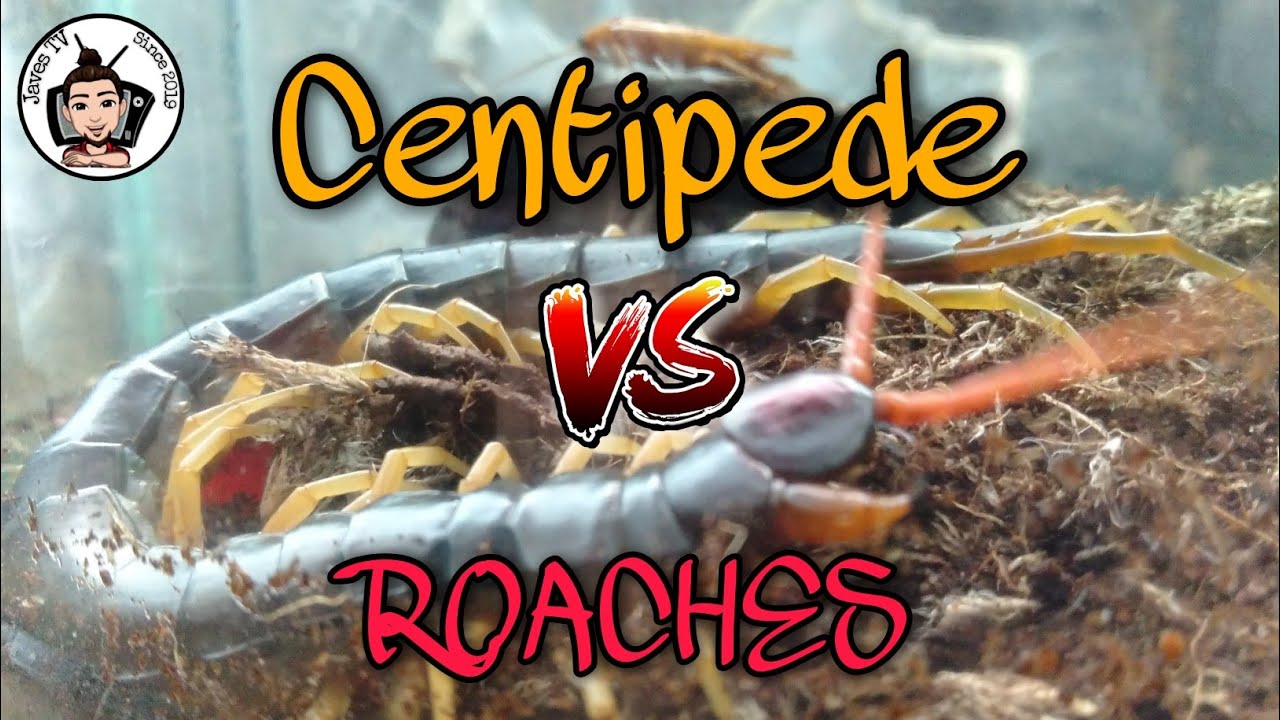 Centipede VS Roaches || Javes TV - YouTube
