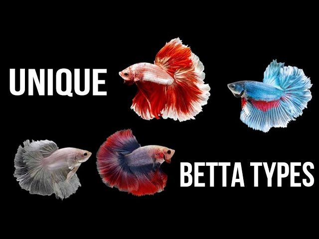 How Many Types Of Betta Fish Are There