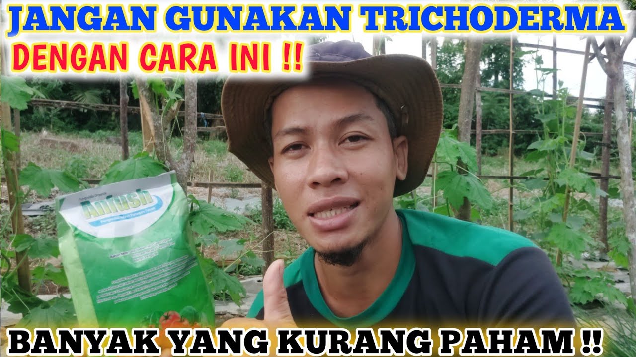 PENTING ‼️ CARA PENGGUNAAN TRICHODERMA YANG TEPAT | MANFAAT TRICHODERMA ...