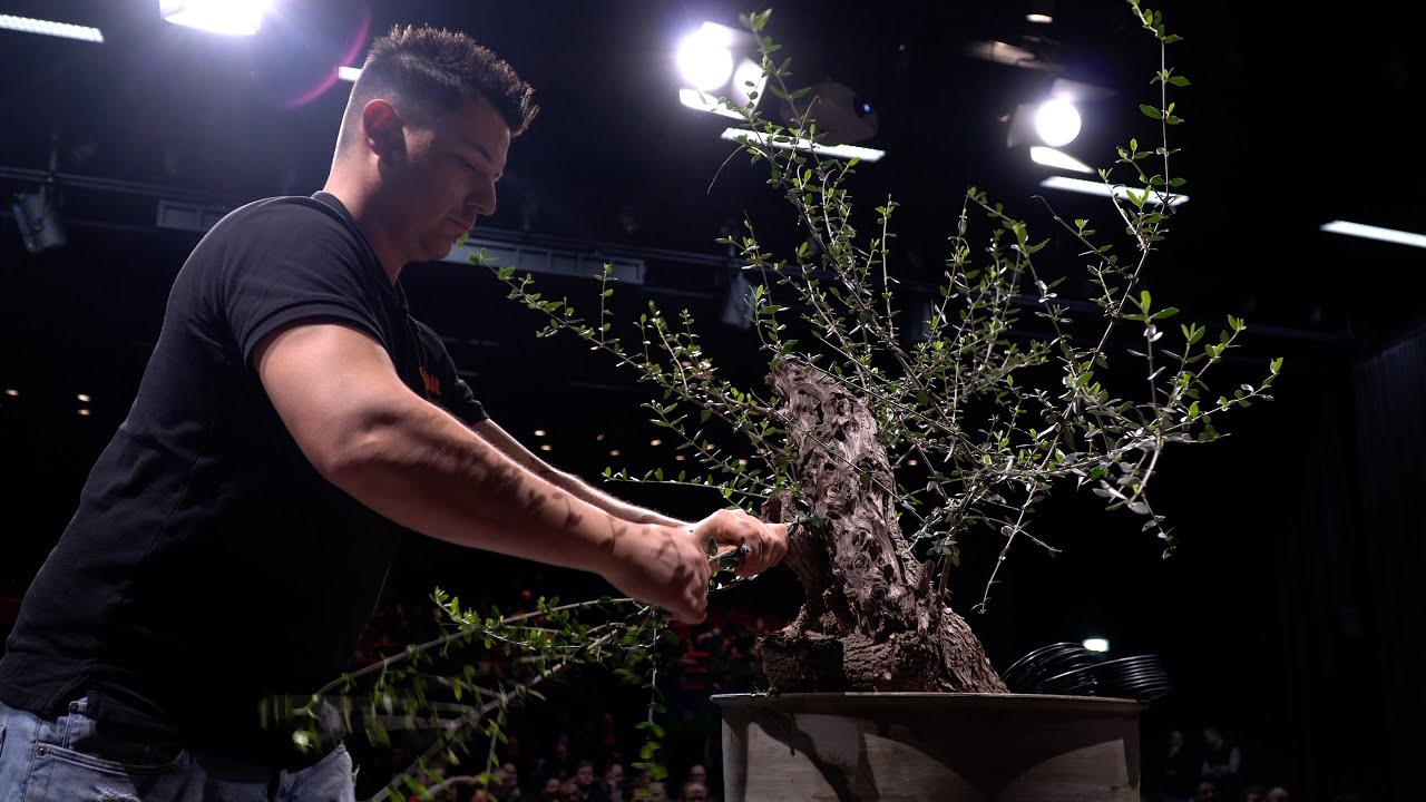 Yannick Kiggen styles an Olive Bonsai - YouTube