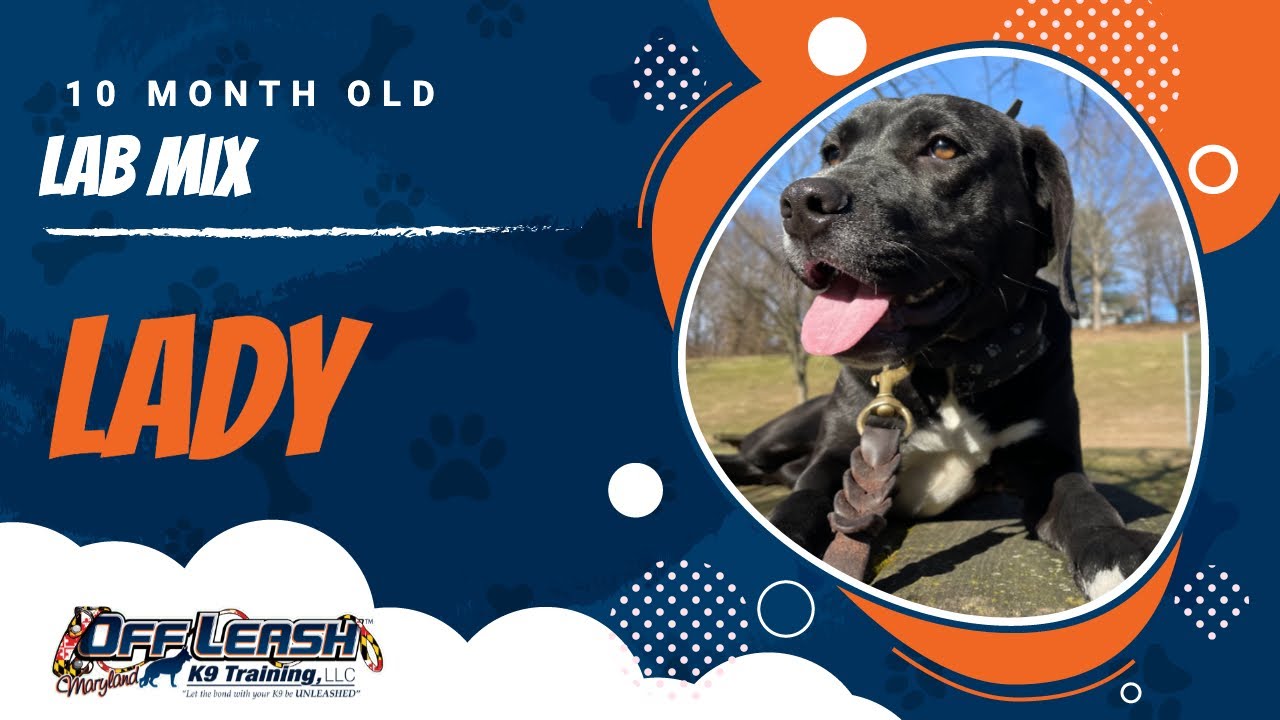 Lab Mix ~Lady~ Off Leash K9 Training Maryland~ 1 Week Board & Train ...