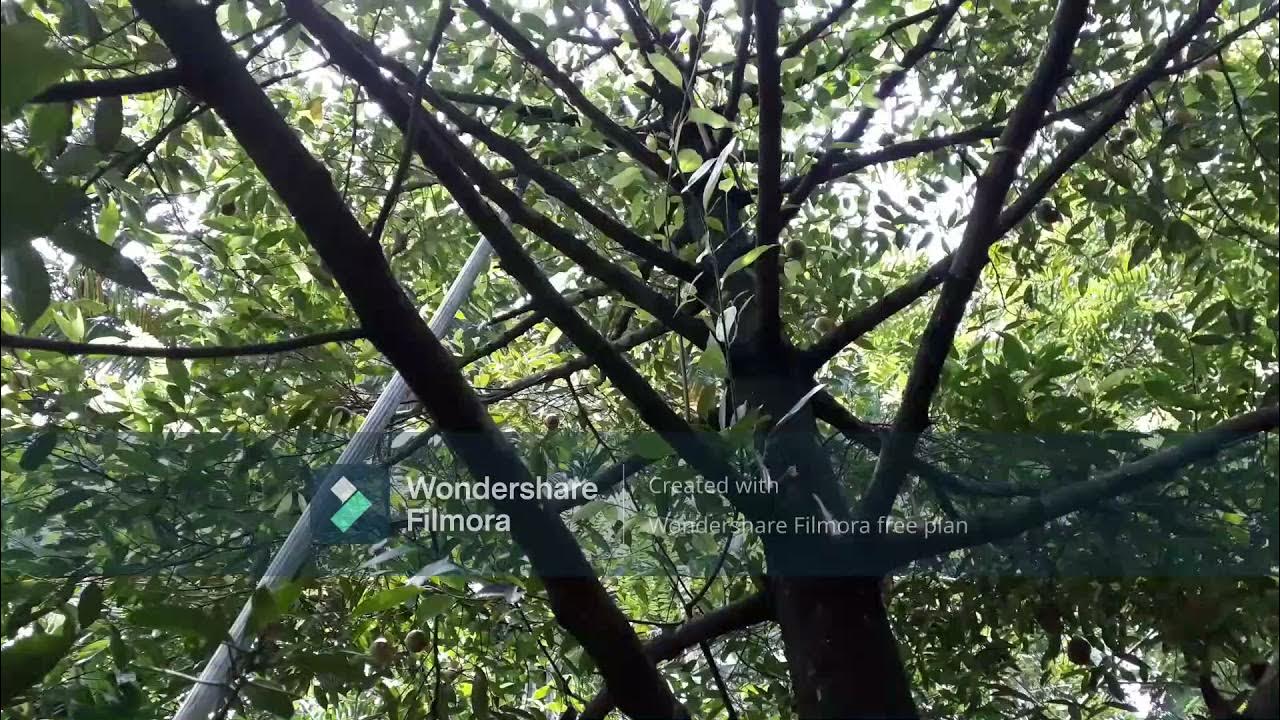 Nutmeg Pruningജാതി മരം പ്രുണ് ചെയ്യുന്ന വിധം Youtube