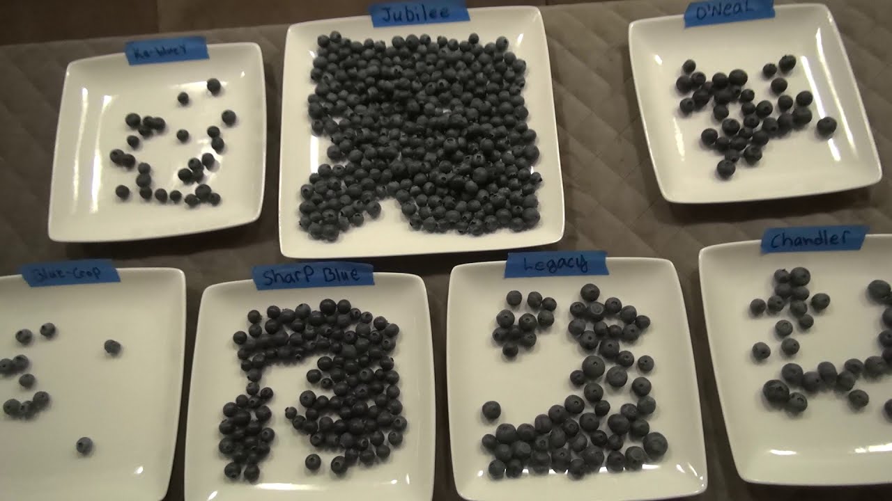 *Blueberry TASTE Test* "Mid season" Varieties - YouTube