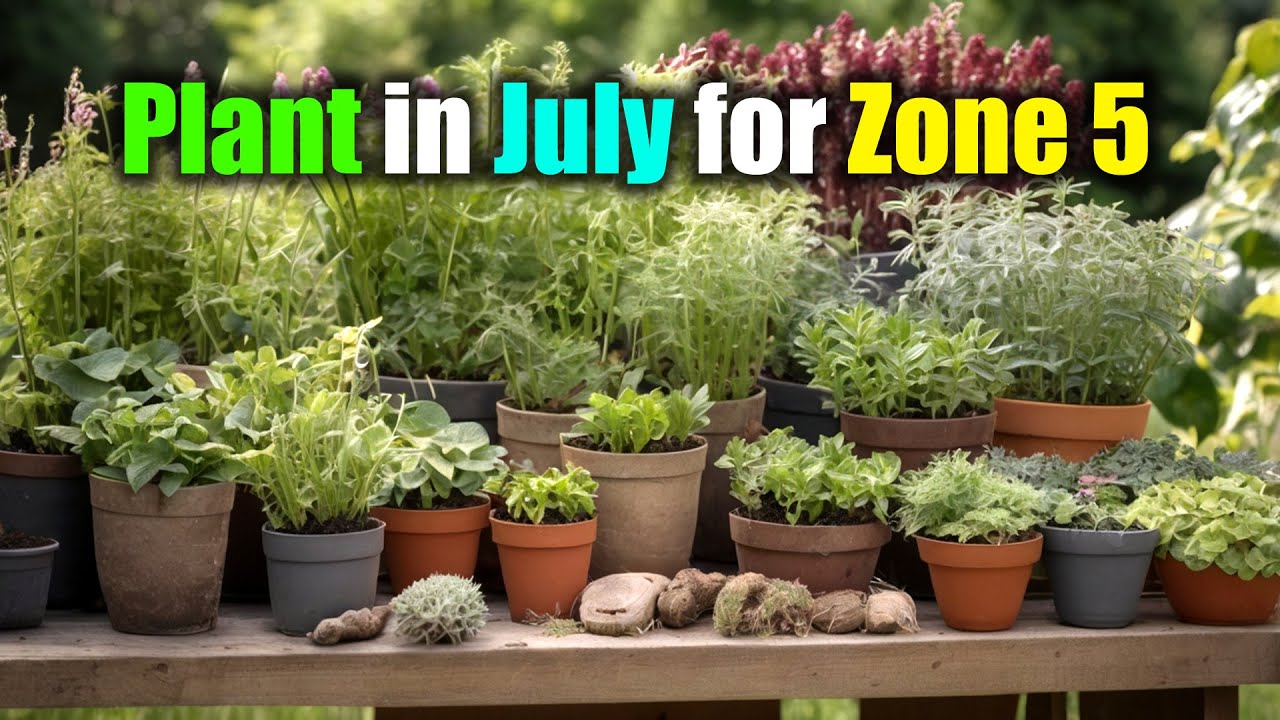 What to Plant in July: Essential Guide for Zone 5 Gardeners 🌱 - YouTube
