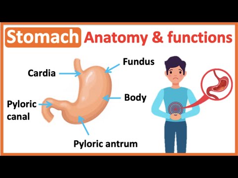 Stomach anatomy & function🤔 | Easy learning video - YouTube