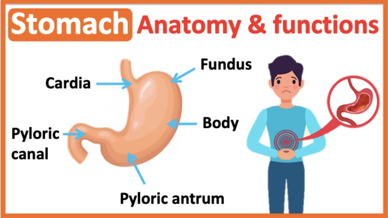 Stomach anatomy & function🤔 | Easy learning video - YouTube