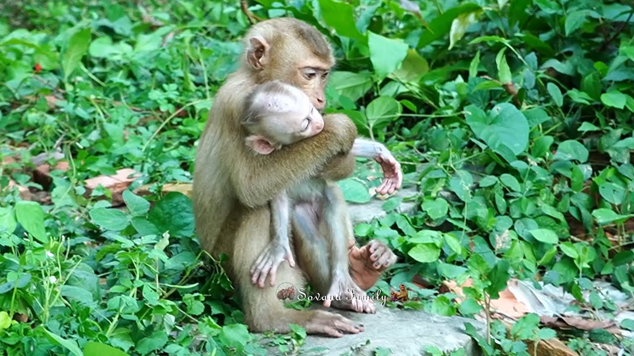 Oh Preety to catch hug baby Lucie and make cute Mouve show About help ...