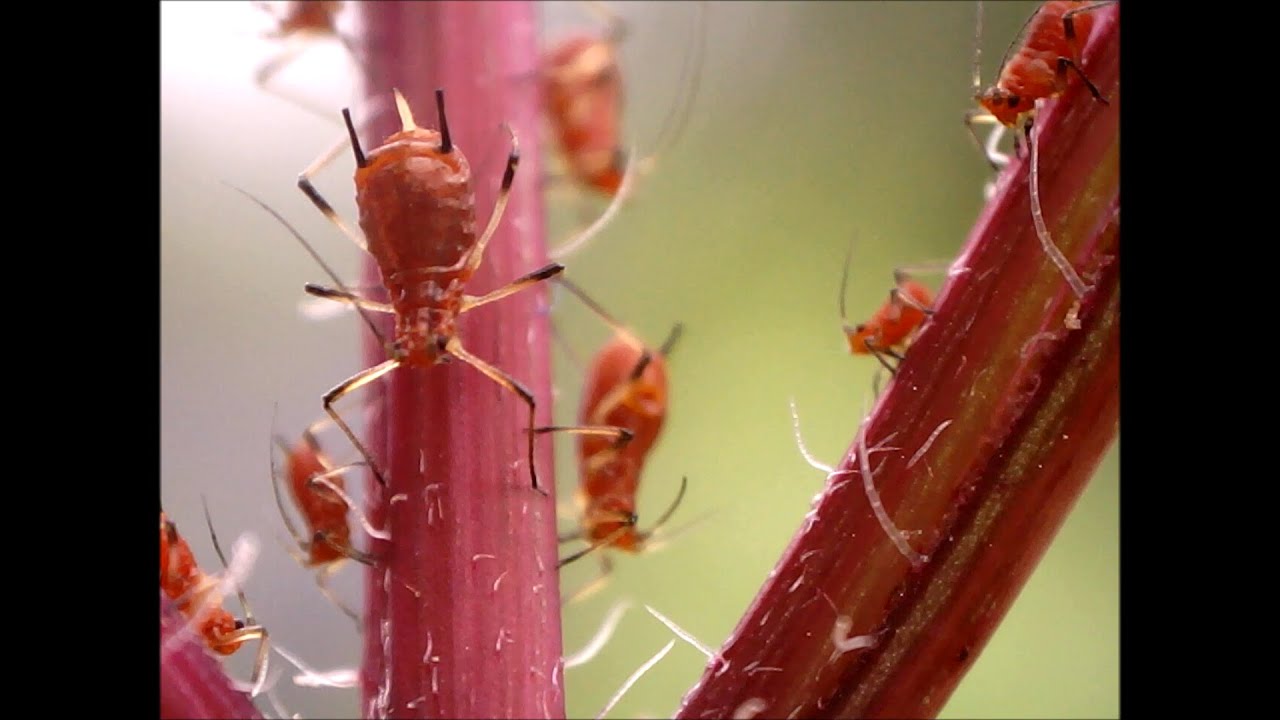 Red Aphids - YouTube