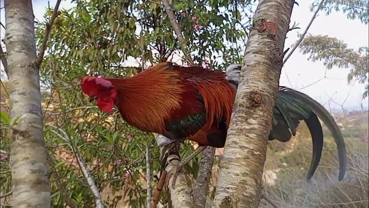 saib qaib dib zoo nkauj nawb - YouTube