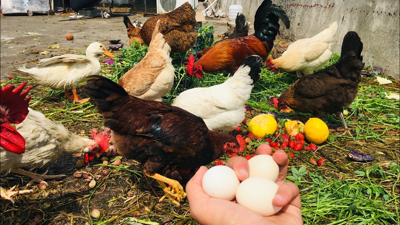 Ghar ke chat par misri murghi palan | murghi palan | desi murghi palan ...