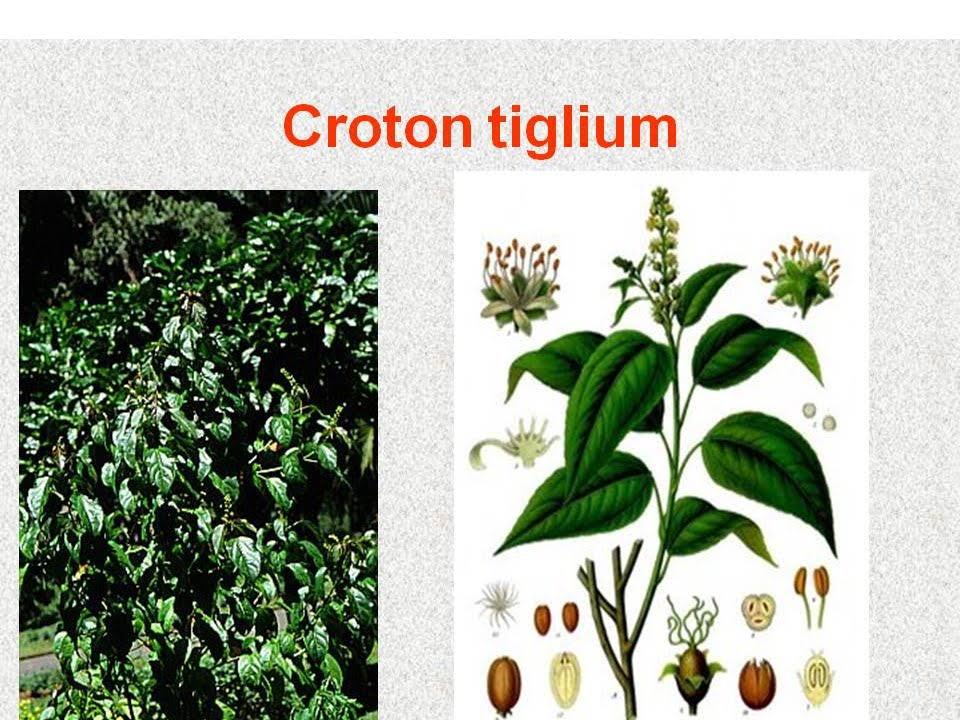 CROTON TIGLIUM - ΑΝΤΙΜΕΤΩΠΙΣΗ ΟΞΕΩΝ ΚΑΤΑΣΤΑΣΕΩΝ ΜΕ ΟΜΟΙΟΠΑΘΗΤΙΚΗ - YouTube