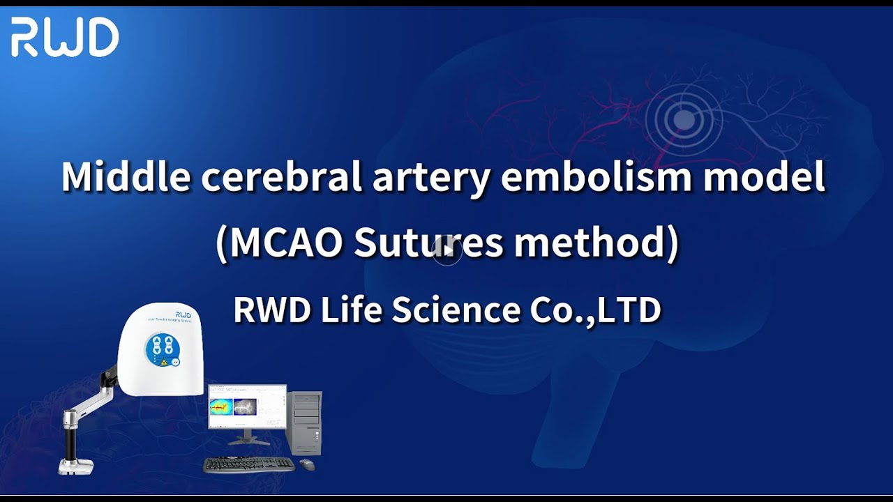 How to create a successful MCAO Stroke model？ - YouTube