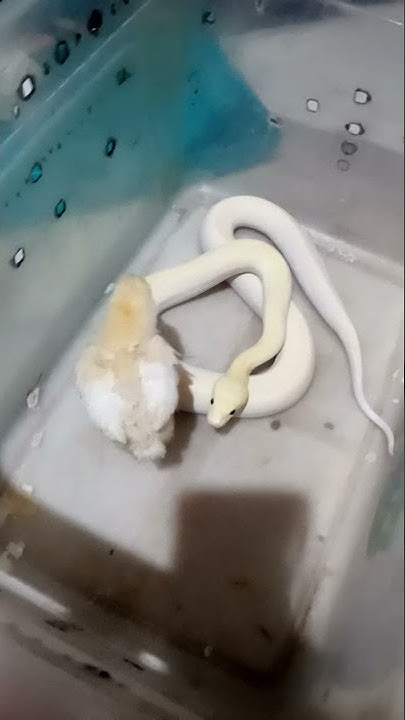 Ivory Burmese Python. Eating Small Chick. 😮😮😮😮 - YouTube
