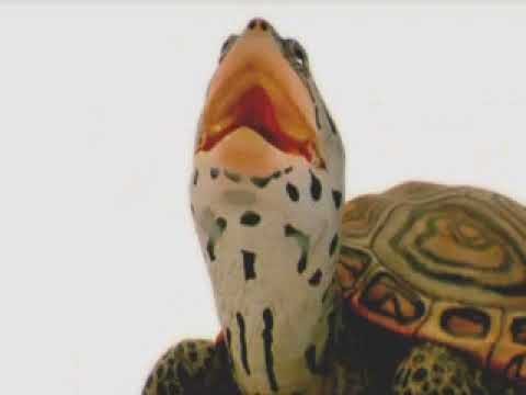 Fear the Turtle "Roar" - YouTube