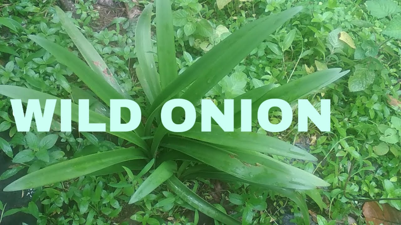 Wild onion, jungle pyaj, ಕಾಡು ಈರುಳ್ಳಿ - YouTube