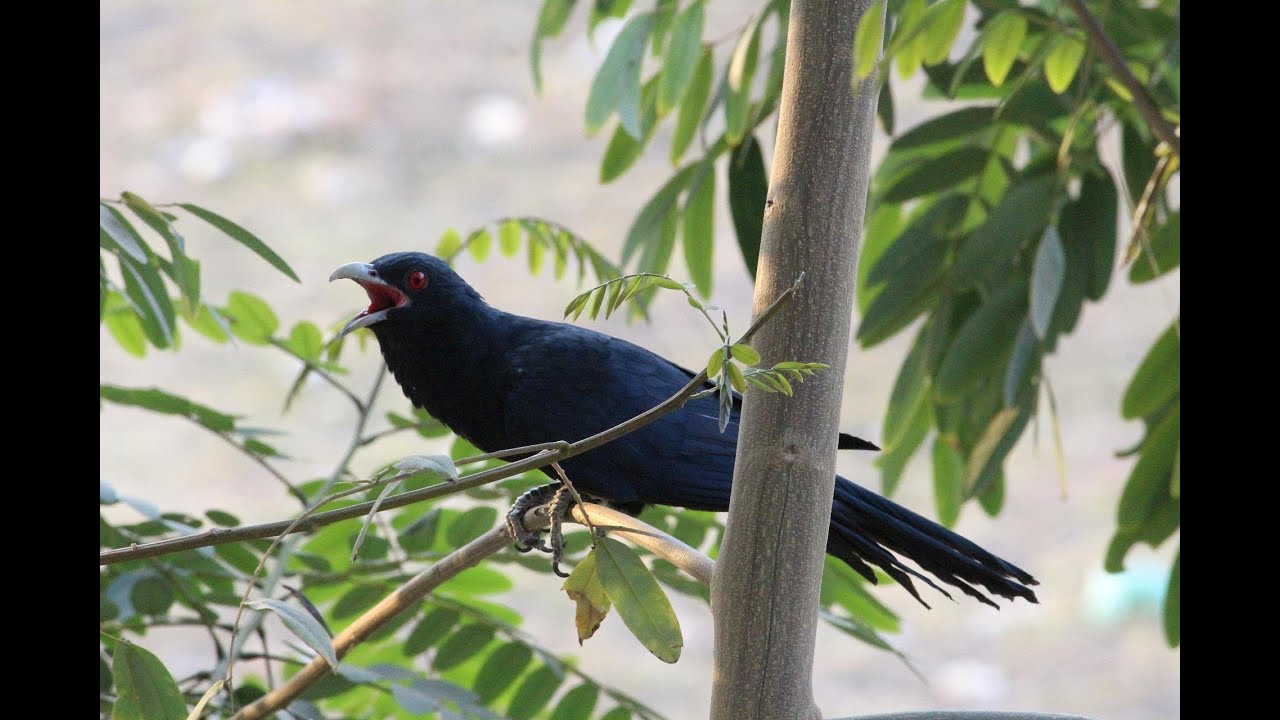 Koyal ki boli || Koyal ki Awaaz || Coyal sound || cuckoo bird singing ...