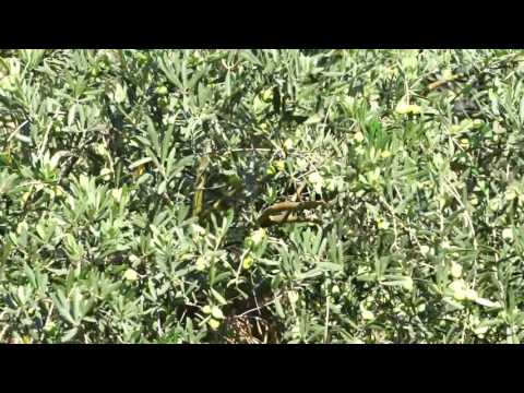 Rüzgarda Zeytin Ağacı