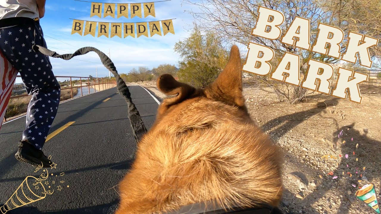 Dog Breaks Land Speed Record - YouTube